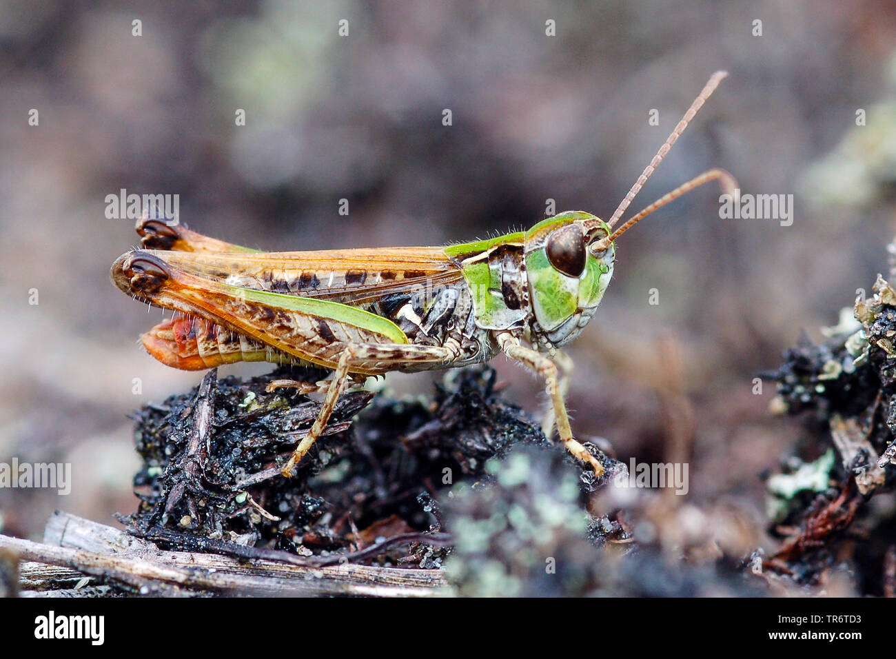 Gomphocerus maculatus hi-res stock photography and images - Alamy