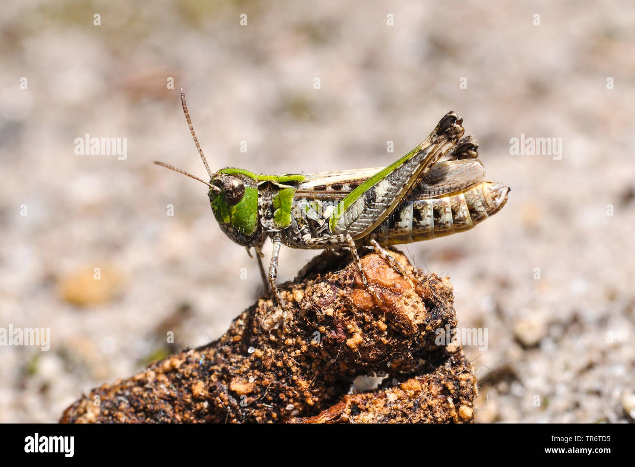 mottled grasshopper (Myrmeleotettix maculatus, Gomphocerus maculatus ...