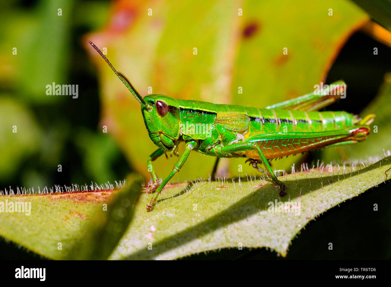 small gold grasshopper (Chrysochraon brachypterus, Euthystira ...