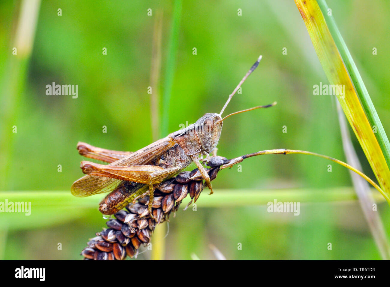 Rufous grasshoppers hi-res stock photography and images - Alamy