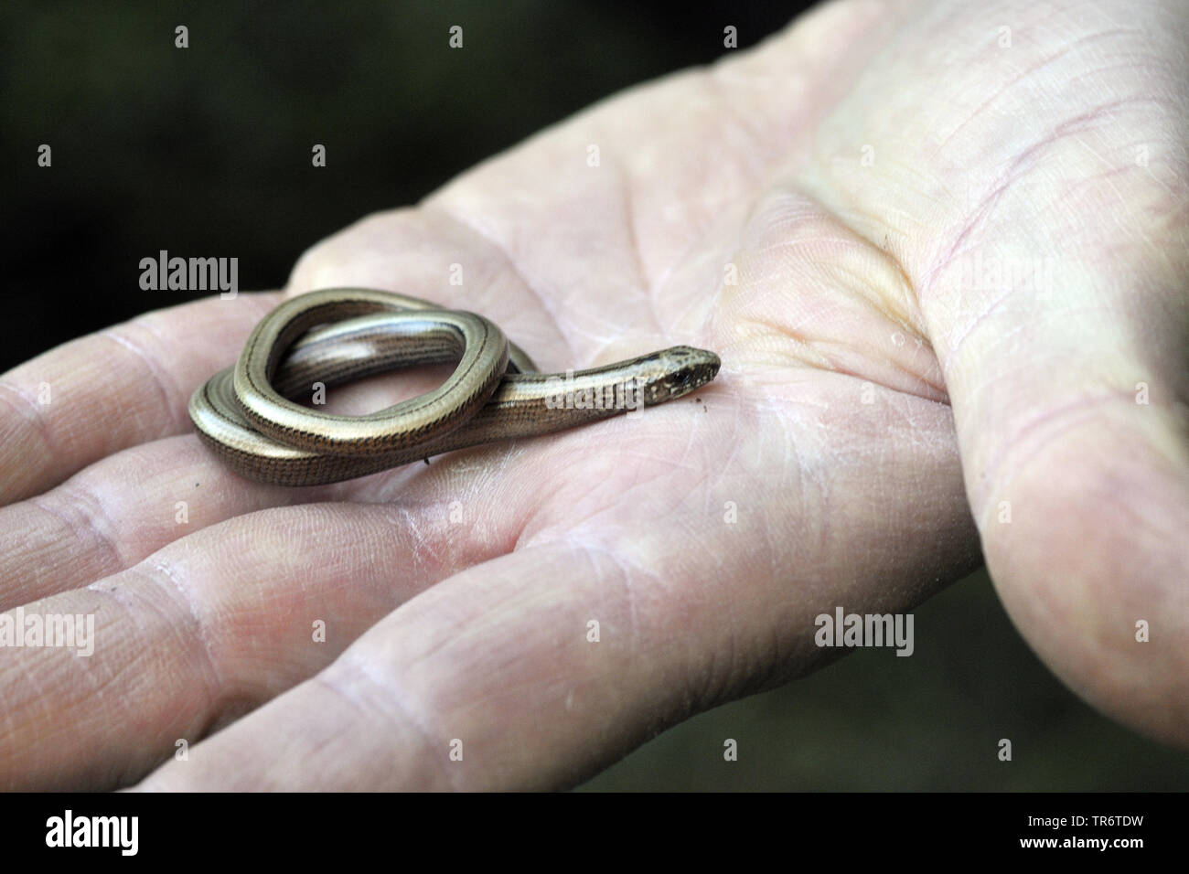 European slow worm, blindworm, slow worm (Anguis fragilis), coiled ...