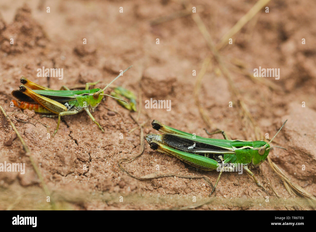 stripe-winged grasshopper, lined grasshopper (Stenobothrus lineatus ...