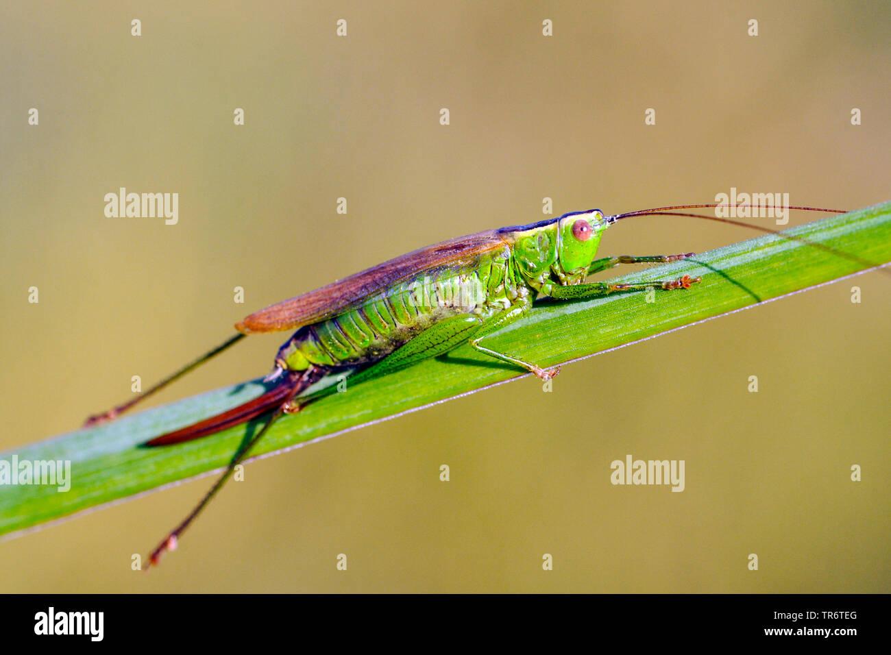 Long winged conehead (Conocephalus fuscus, Conocephalus discolor ...