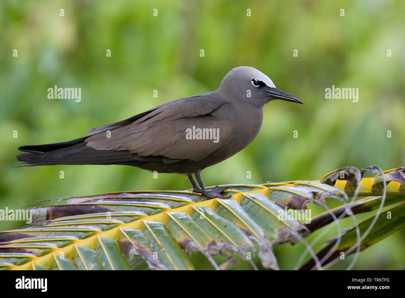 Common noddy, Brown Noddy (Anous stolidus ssp. pileatus), perched on a ...