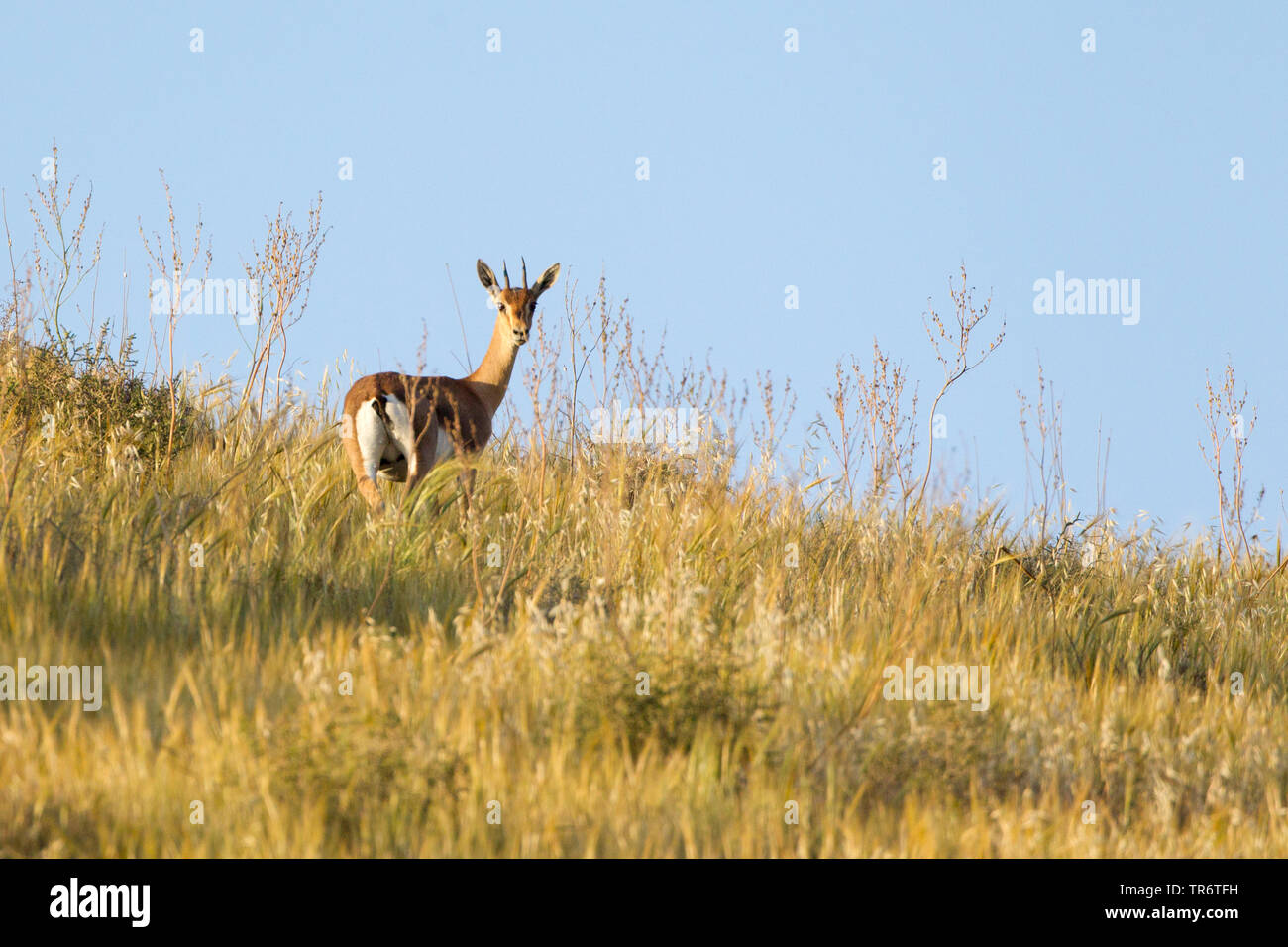 mountain gazelle, common Arabian gazelle (Gazella gazella), Israel ...
