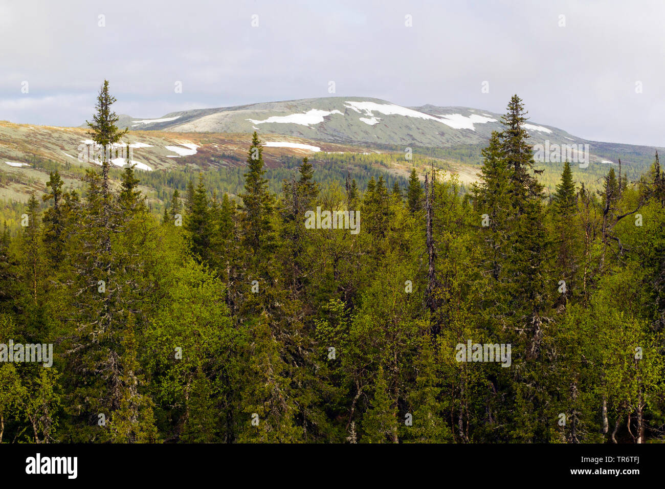 Norway spruce (Picea abies), Pine Forest near Severo-oeralsk, Russia ...