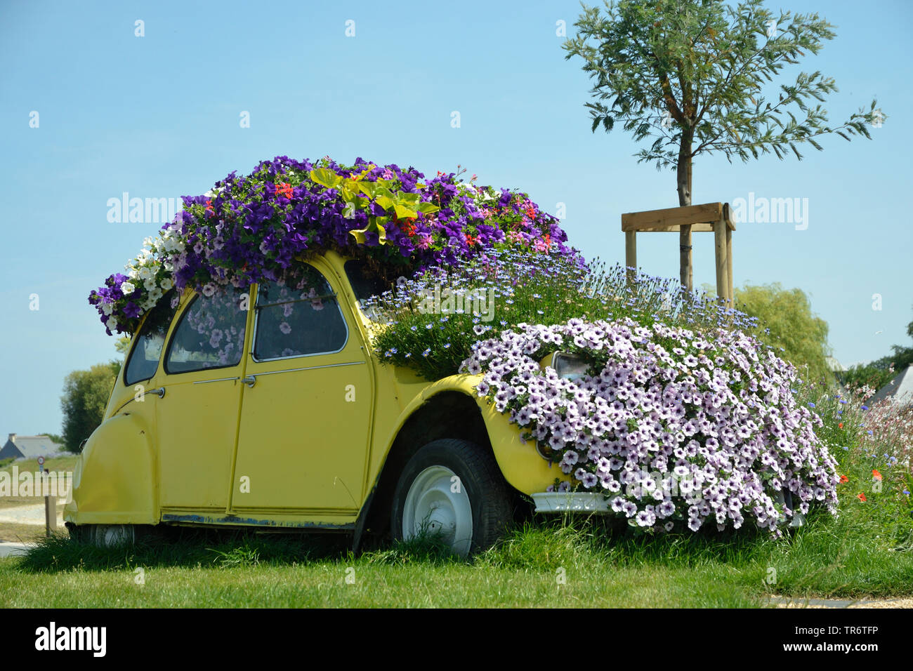 garden petunia (Petunia x hybrida, Petunia-Hybride), car overgrown with ...