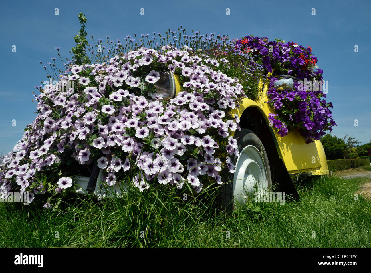 garden petunia (Petunia x hybrida, Petunia-Hybride), car overgrown with ...