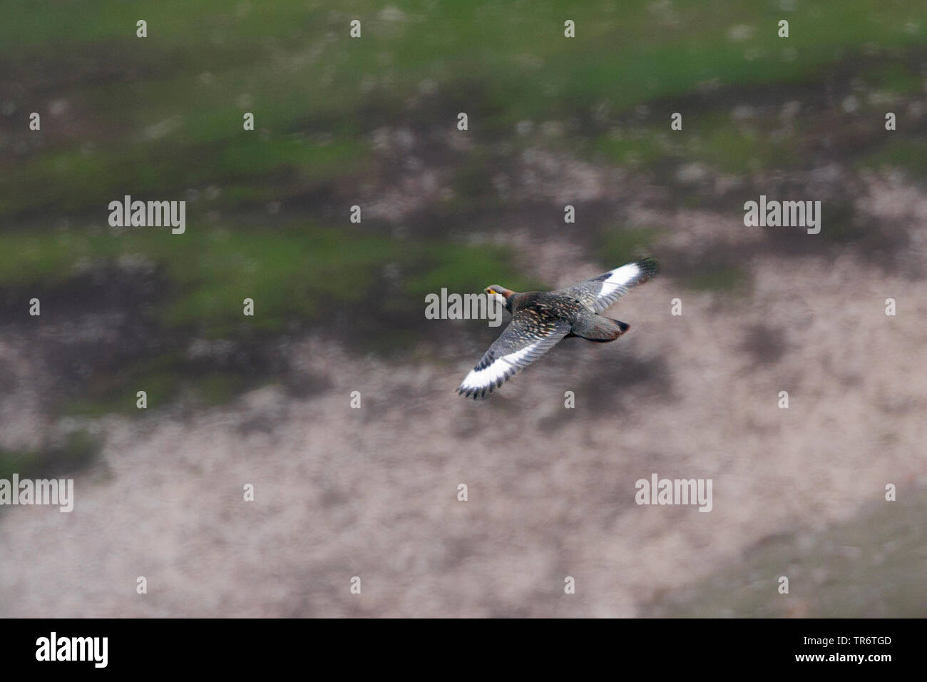 Caucasian snowcock (Tetraogallus caucasicus), in flight, Azerbaijan ...