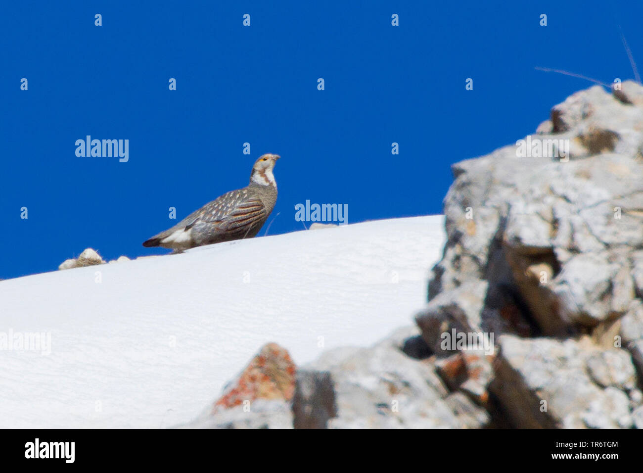 Caucasian snowcock (Tetraogallus caucasicus), in snow, Azerbaijan ...