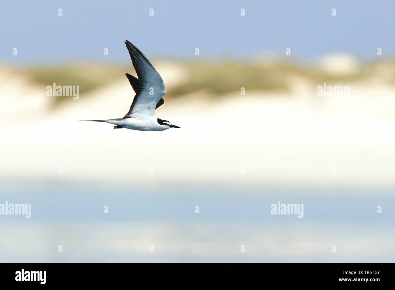 bridled tern (Sterna anaethetus, Onychoprion anaethetus), Egypt, Wadi ...