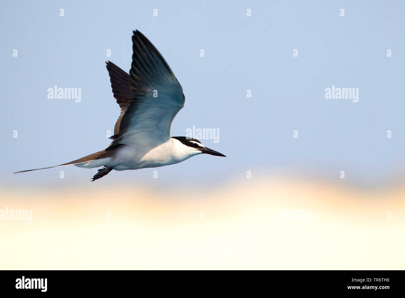 bridled tern (Sterna anaethetus, Onychoprion anaethetus), Egypt, Wadi ...