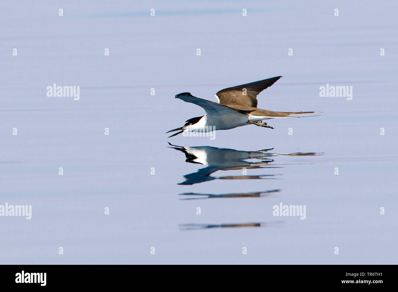 Wadi Lahami High Resolution Stock Photography and Images - Alamy