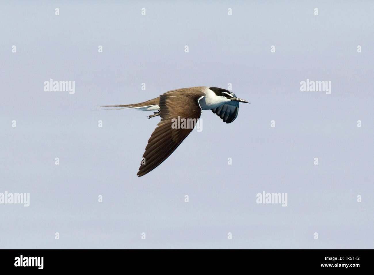 bridled tern (Sterna anaethetus, Onychoprion anaethetus), Egypt, Wadi ...