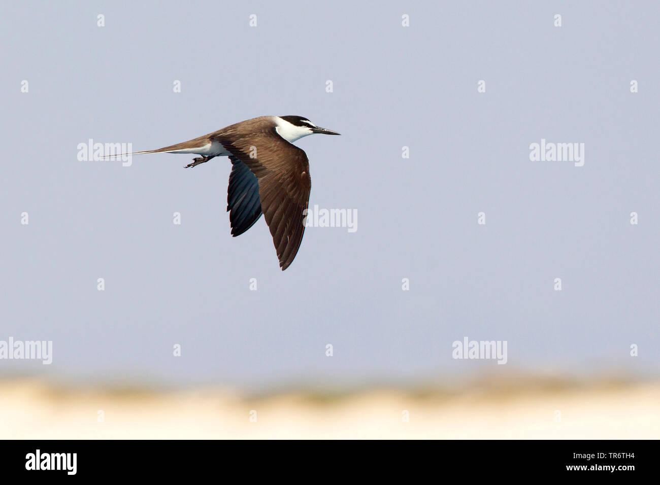 bridled tern (Sterna anaethetus, Onychoprion anaethetus), Egypt, Wadi ...
