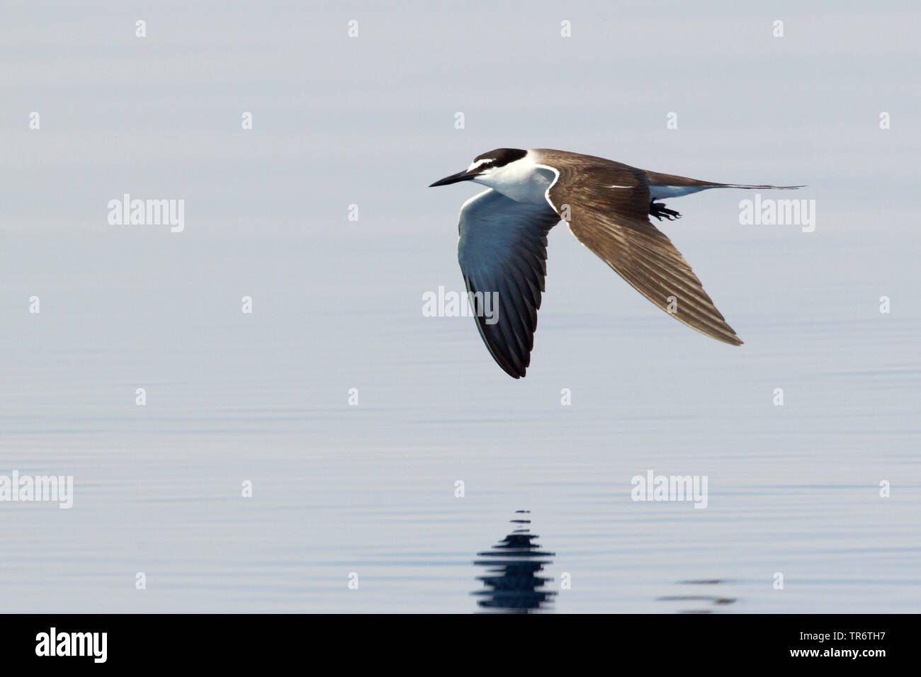 bridled tern (Sterna anaethetus, Onychoprion anaethetus), Egypt, Wadi ...