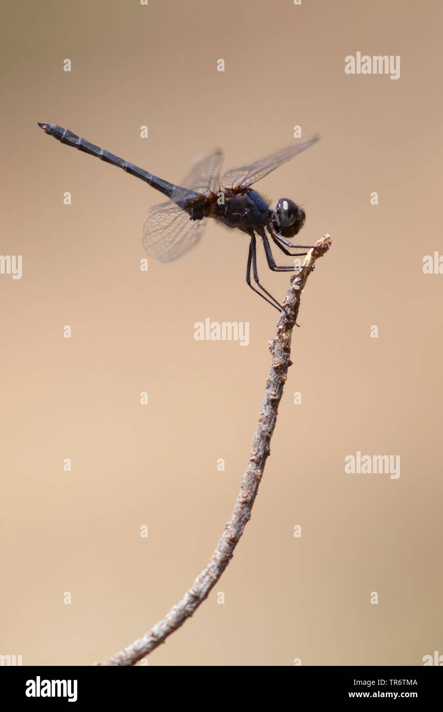 Indigo Dropwing (Trithemis festiva), male, Turkey Stock Photo - Alamy