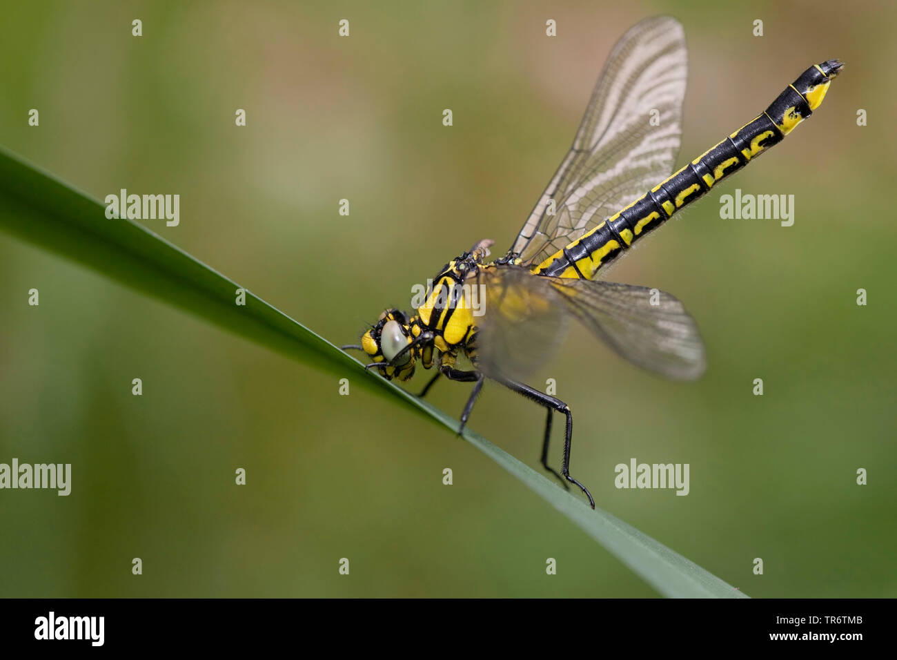 club-tailed dragonfly (Gomphus vulgatissimus), Young female ...