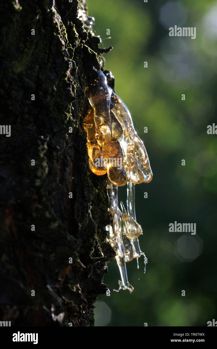 Cherry tree, Sweet cherry (Prunus avium), resin at the cherry tree ...