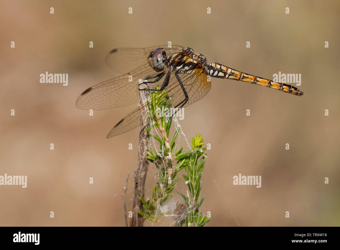 Violet dropwing, Violet-marked darter, Purple-blushed darter, Plum ...
