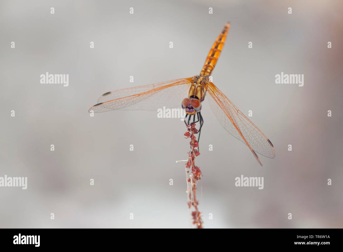 Violet dropwing, Violet-marked darter, Purple-blushed darter, Plum ...