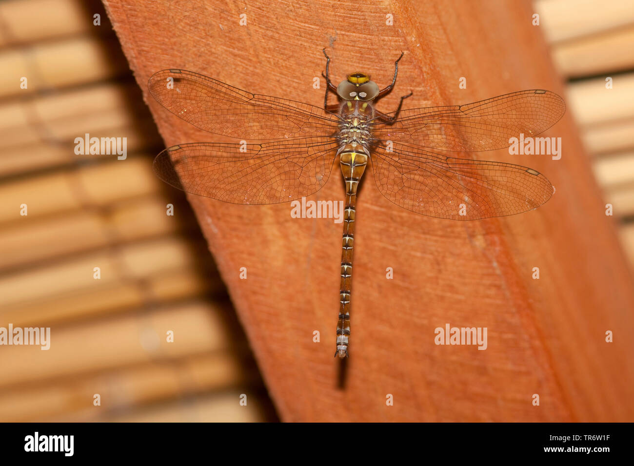 Eastern Spectre (Caliaeschna microstigma), female, Turkey, Mugla Stock ...