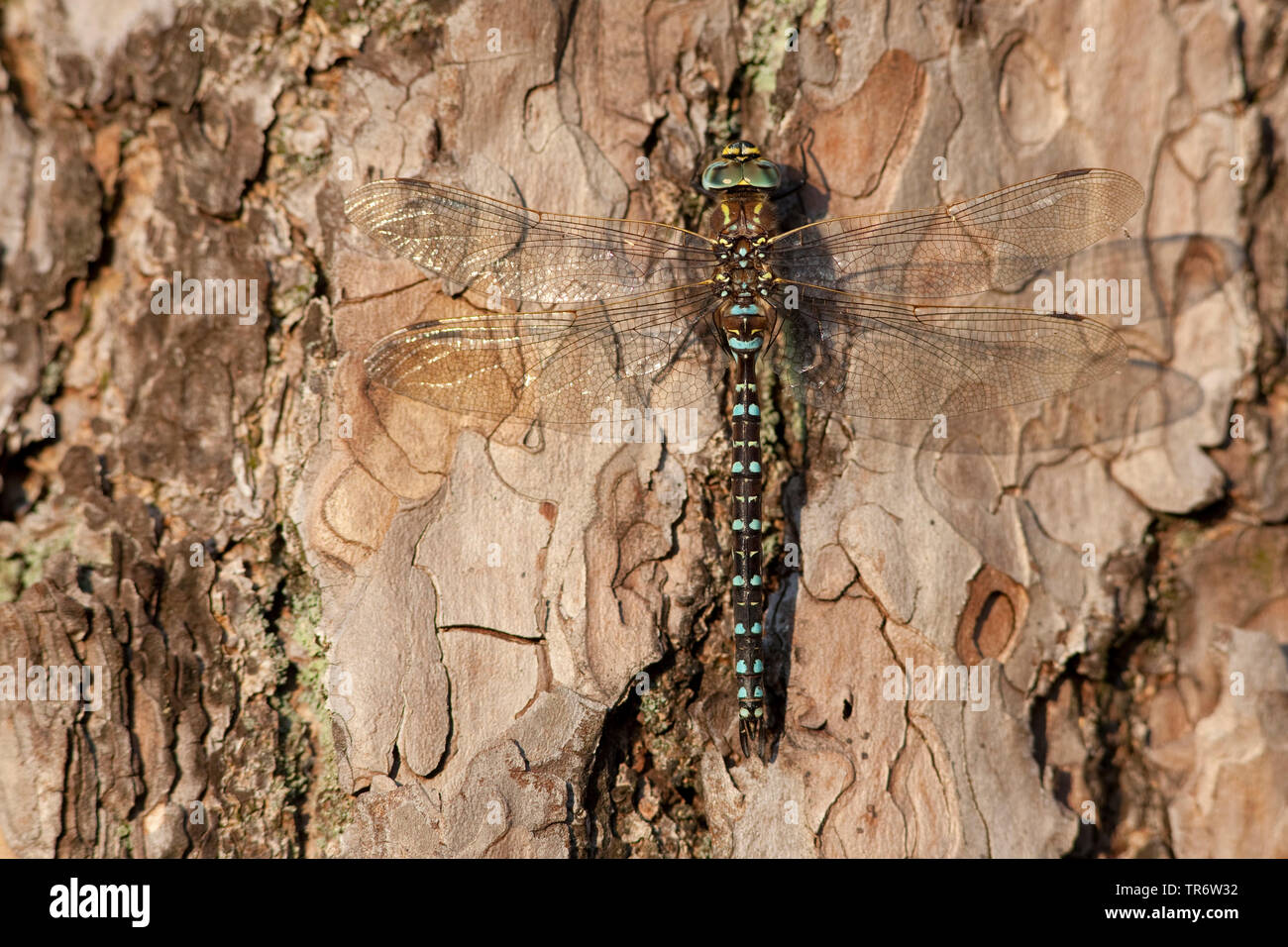 common aeshna, common hawker (Aeshna juncea), male, Netherlands ...
