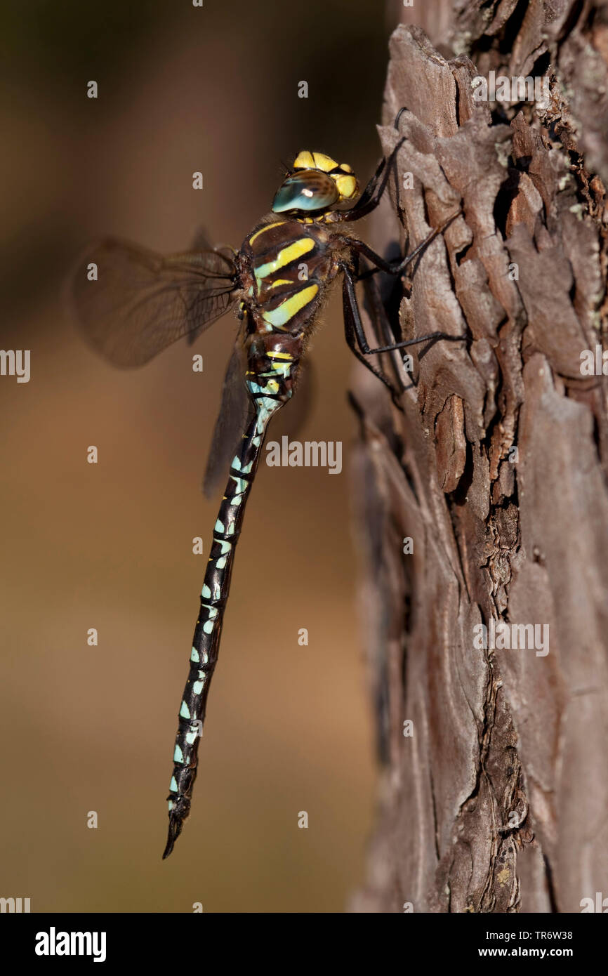 common aeshna, common hawker (Aeshna juncea), male, Netherlands ...