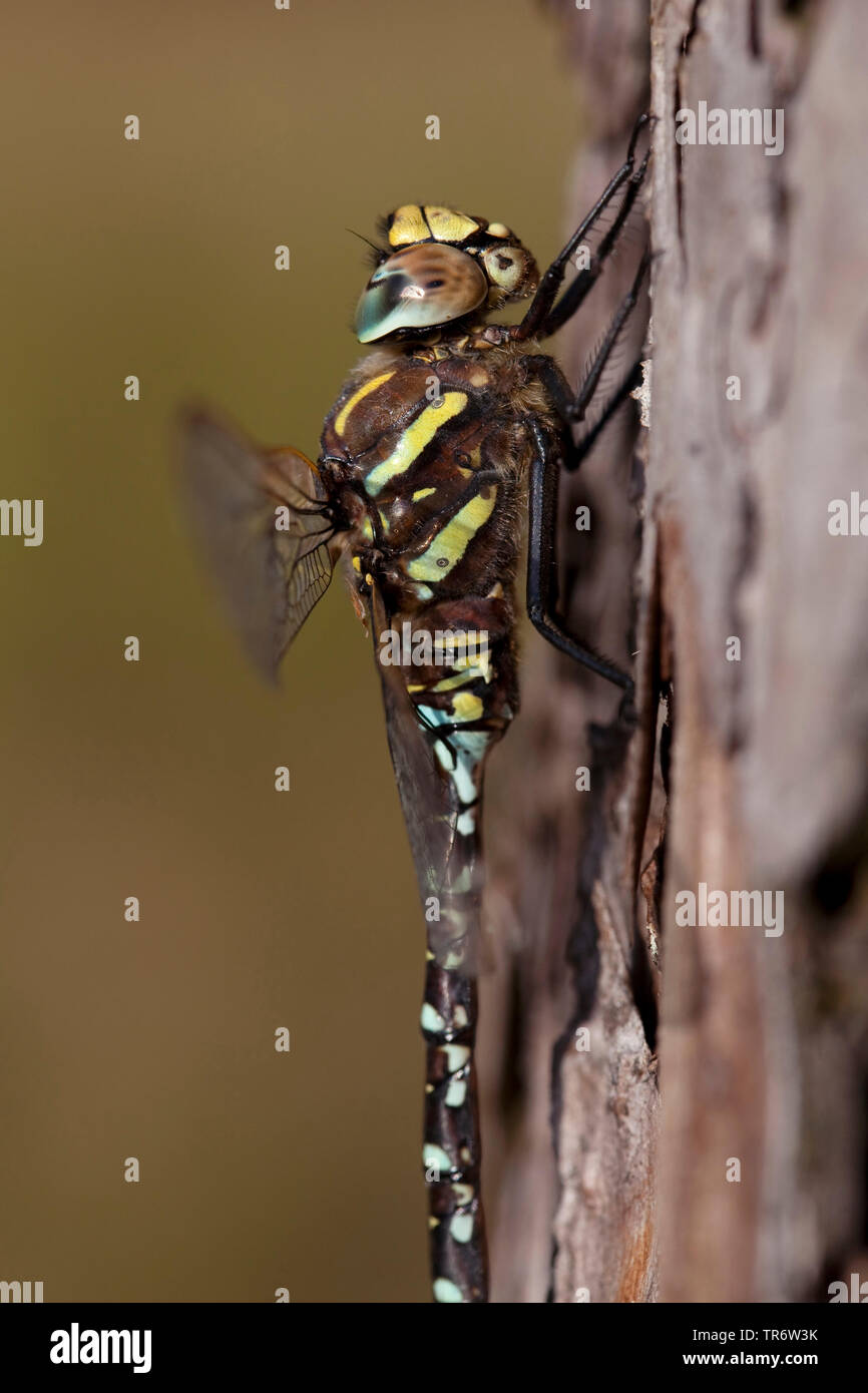common aeshna, common hawker (Aeshna juncea), male, Netherlands ...
