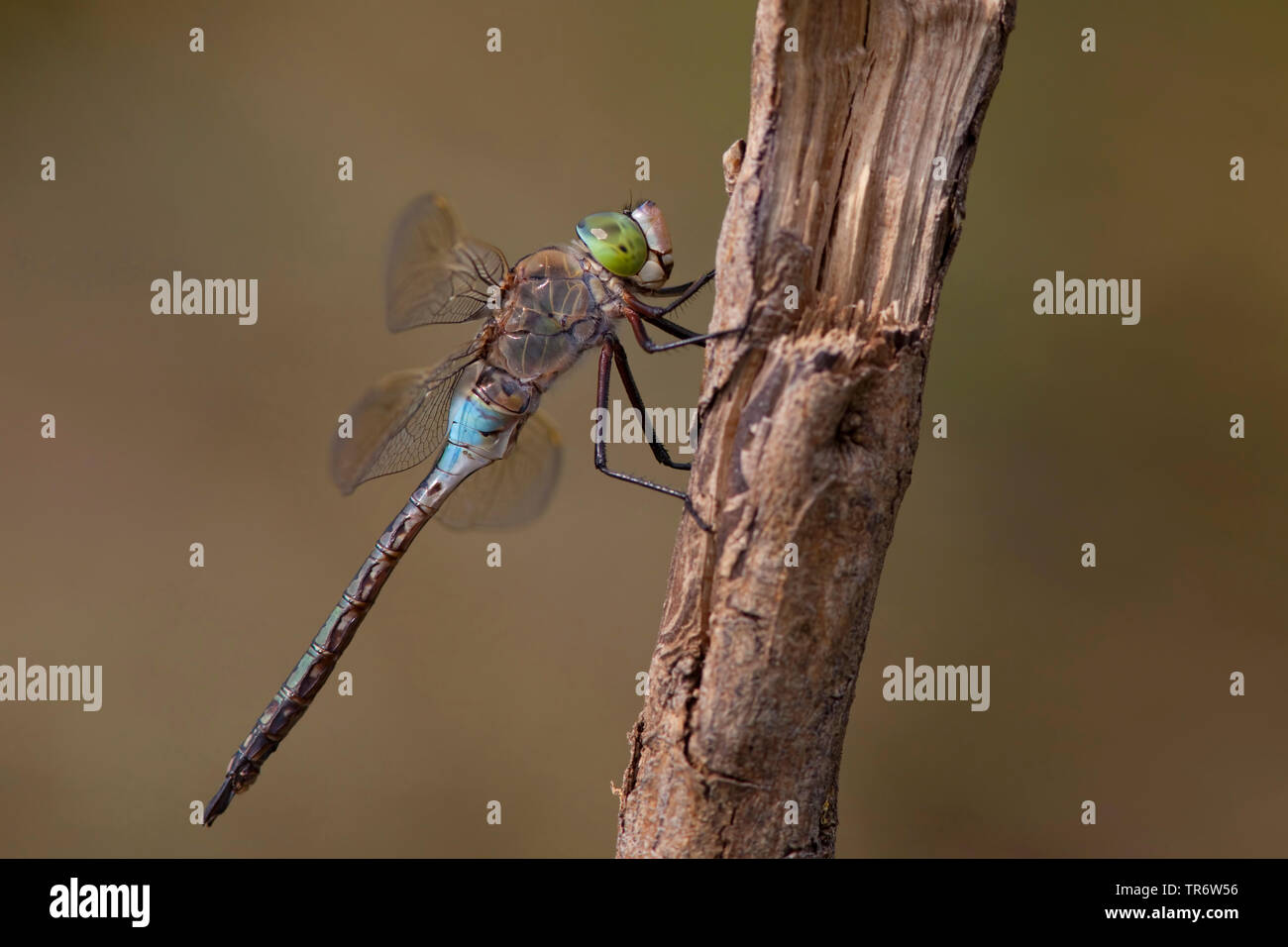 lesser emperor dragonfly (Anax parthenope), male, Netherlands, Noord ...