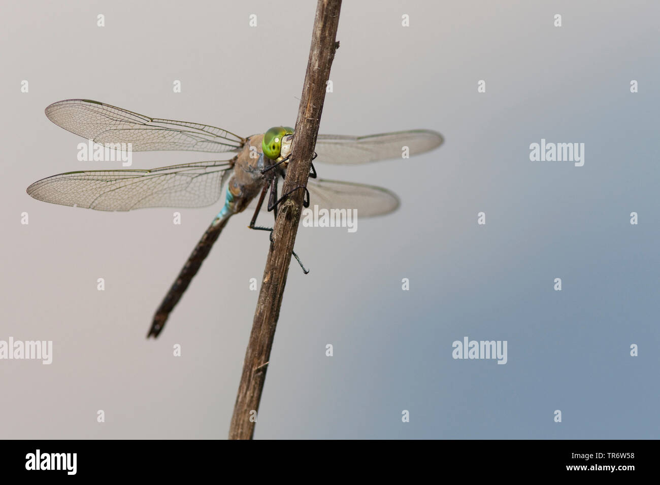 lesser emperor dragonfly (Anax parthenope), male, Netherlands, Noord ...
