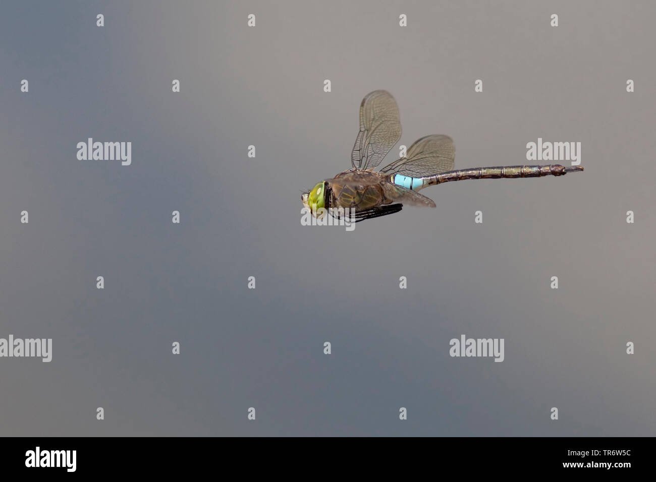 lesser emperor dragonfly (Anax parthenope), flying male, Netherlands ...
