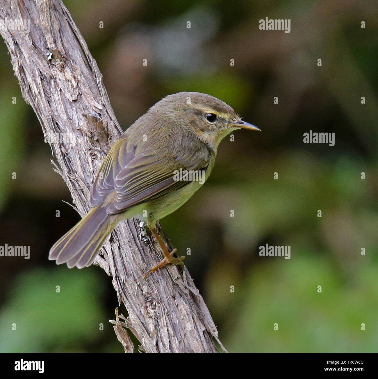 Phylloscopus Canariensis Canariensis High Resolution Stock Photography ...