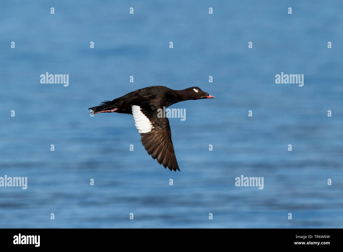 American white winged scoter hi-res stock photography and images - Alamy