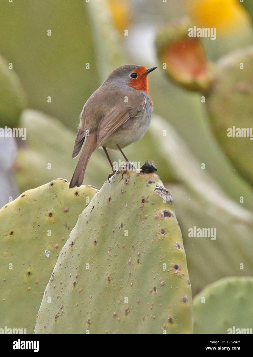 European robin, Tenerife robin (Erithacus superbus), perched on a ...