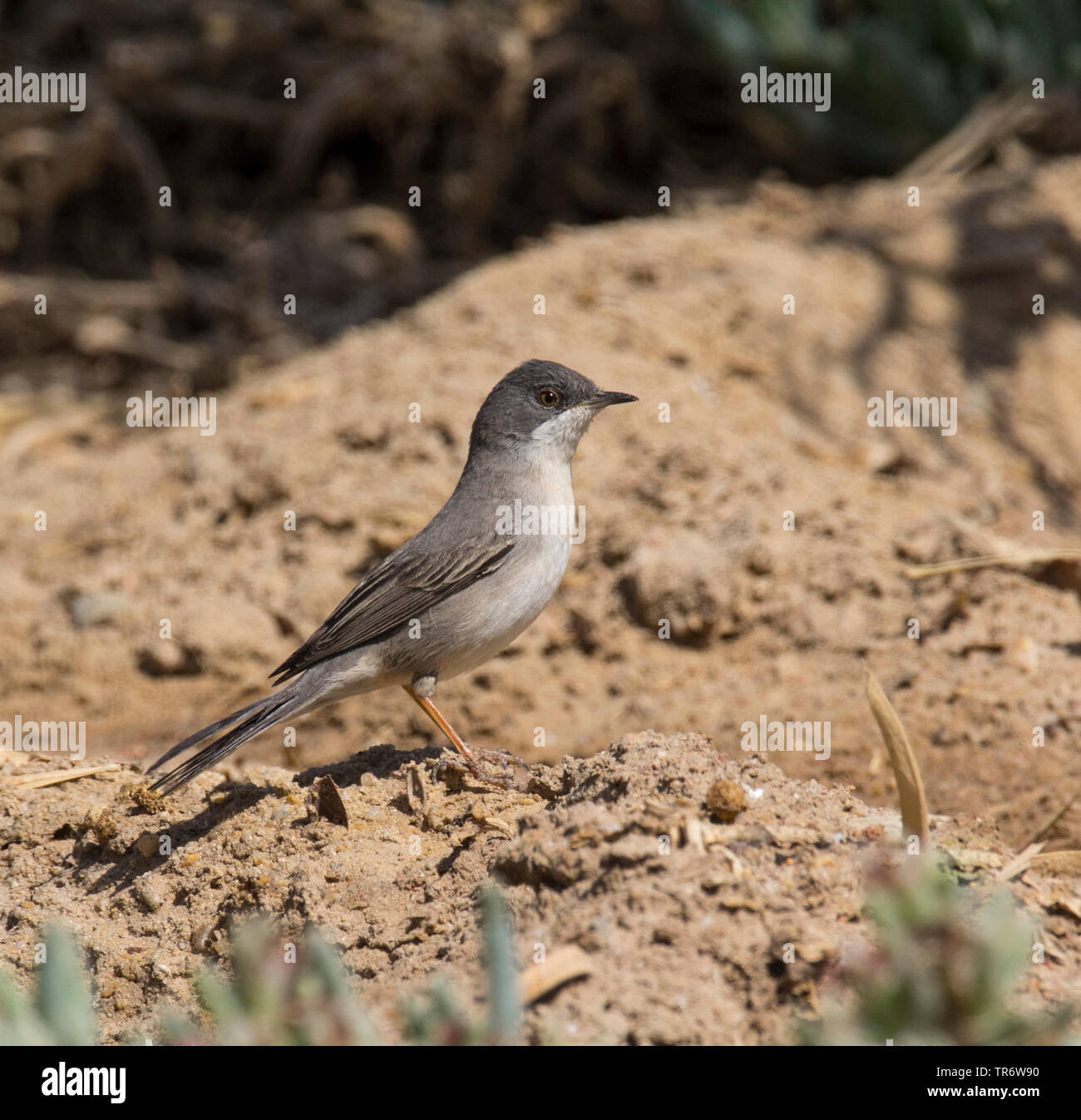 ruppell's warbler (Sylvia rueppelli), female during spring migration in ...