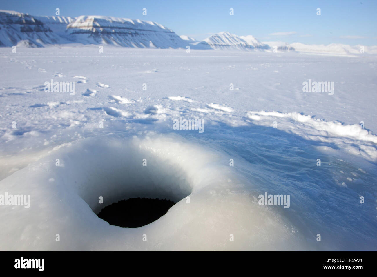 ringed seal (Phoca hispida, Pusa hispida), Exposed den, Norway ...