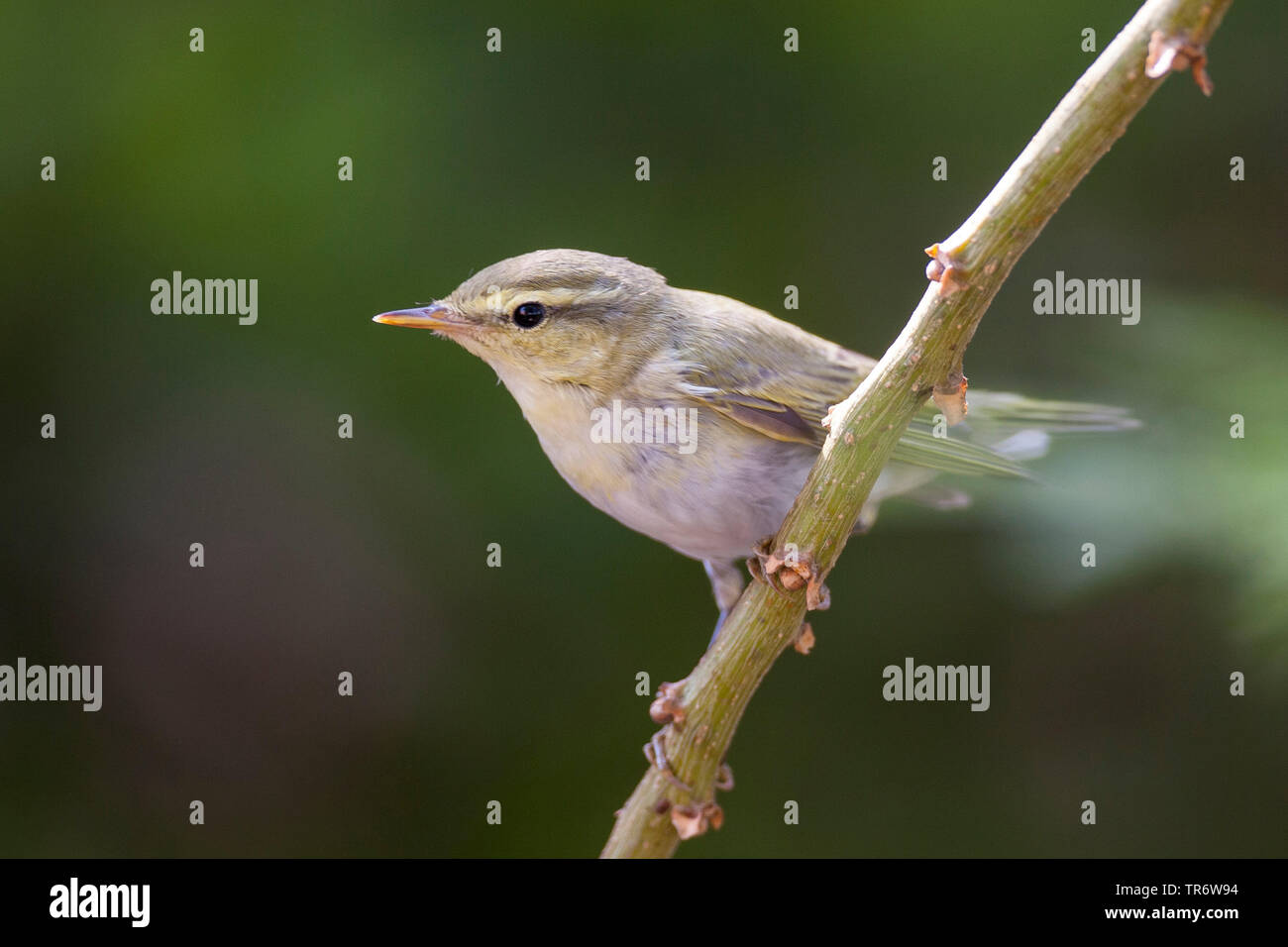 wood warbler (Phylloscopus sibilatrix), during fall migration in Egypt ...