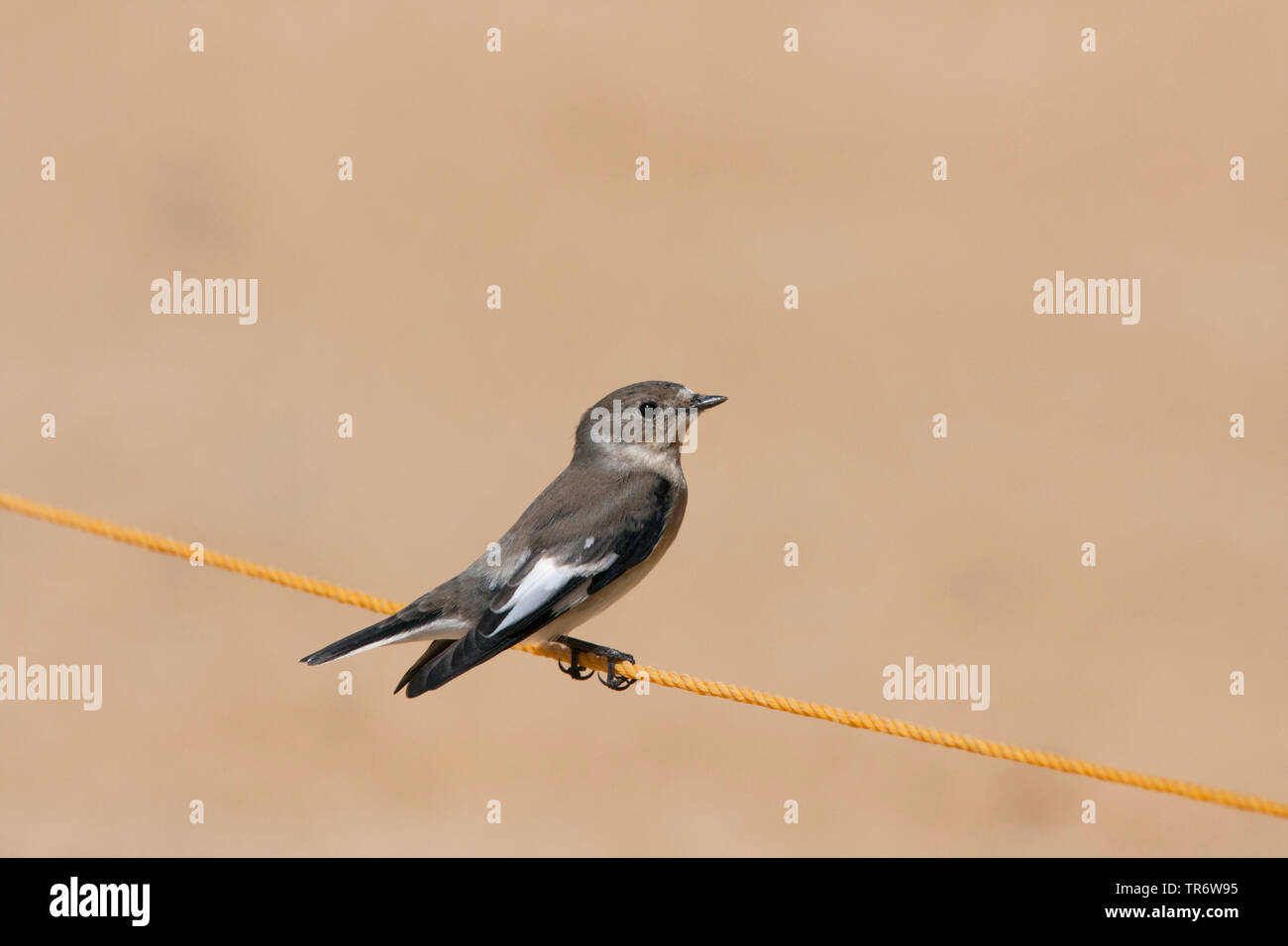 semi-collared flycatcher (Ficedula semitorquata), male non-breeding ...