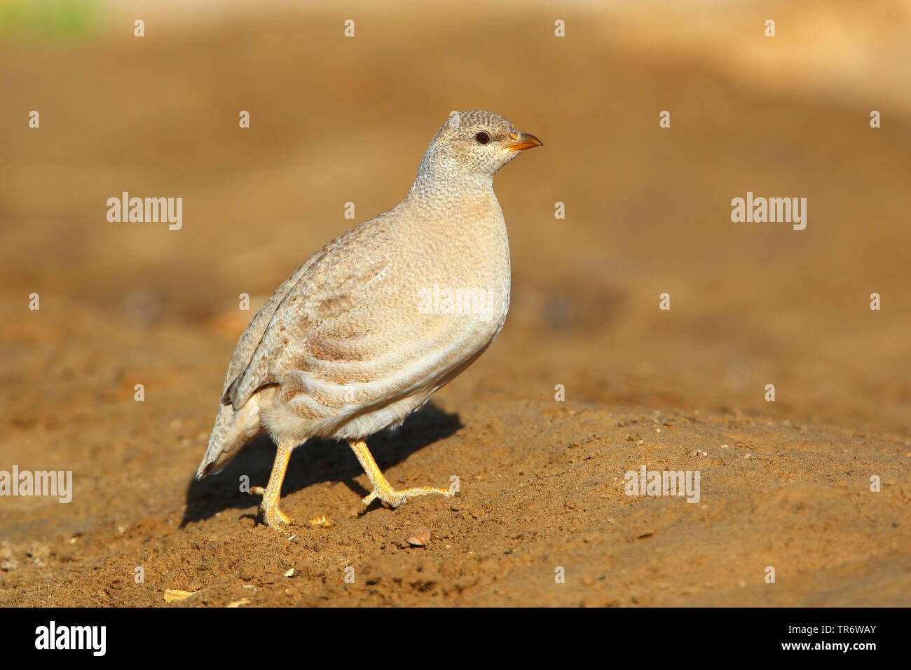 Female partridge hi-res stock photography and images - Alamy