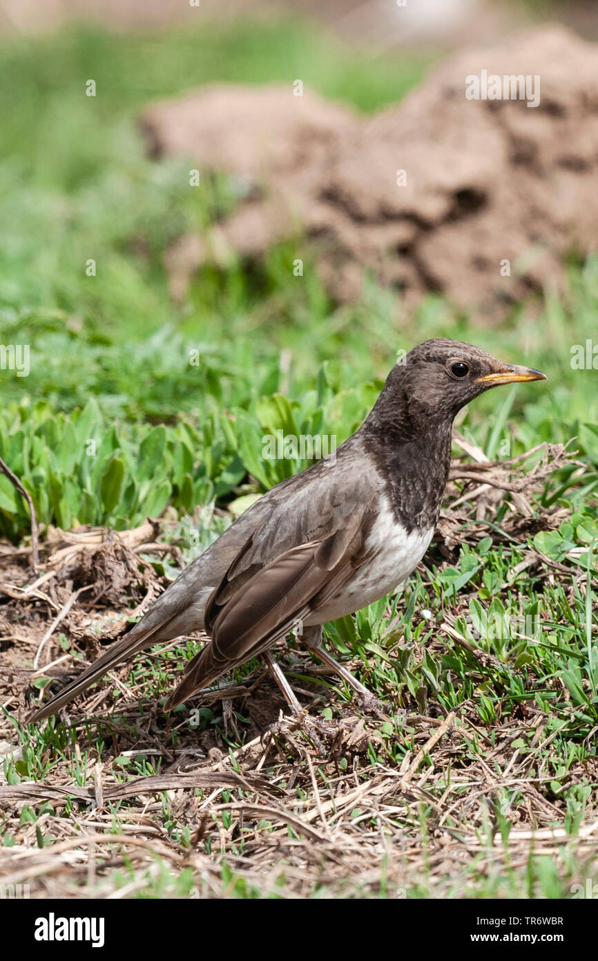 Black-throated Thrush (Turdus atrogularis), male sitting on the ground ...