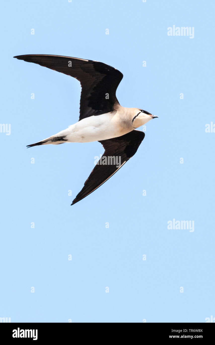 Black winged pratincole glareola nordmanni the be hi-res stock ...