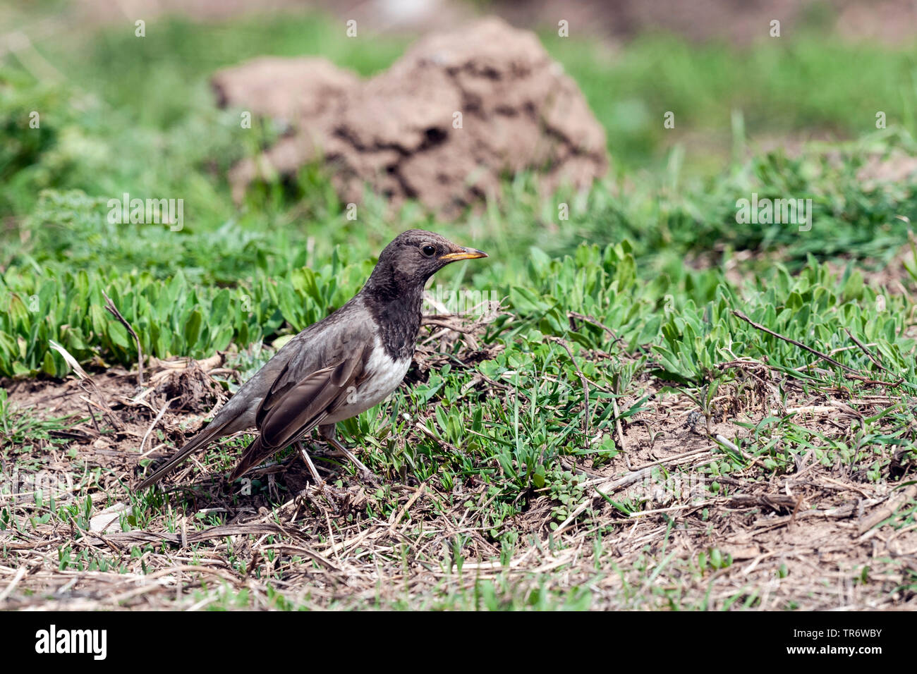 Black-throated Thrush (Turdus atrogularis), male sitting on the ground ...