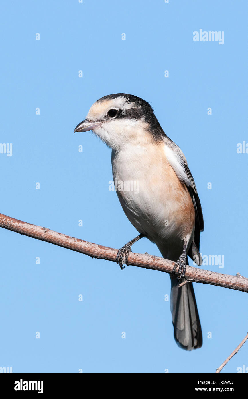 masked shrike (Lanius nubicus), female sitting on a branch, Kazakhstan ...