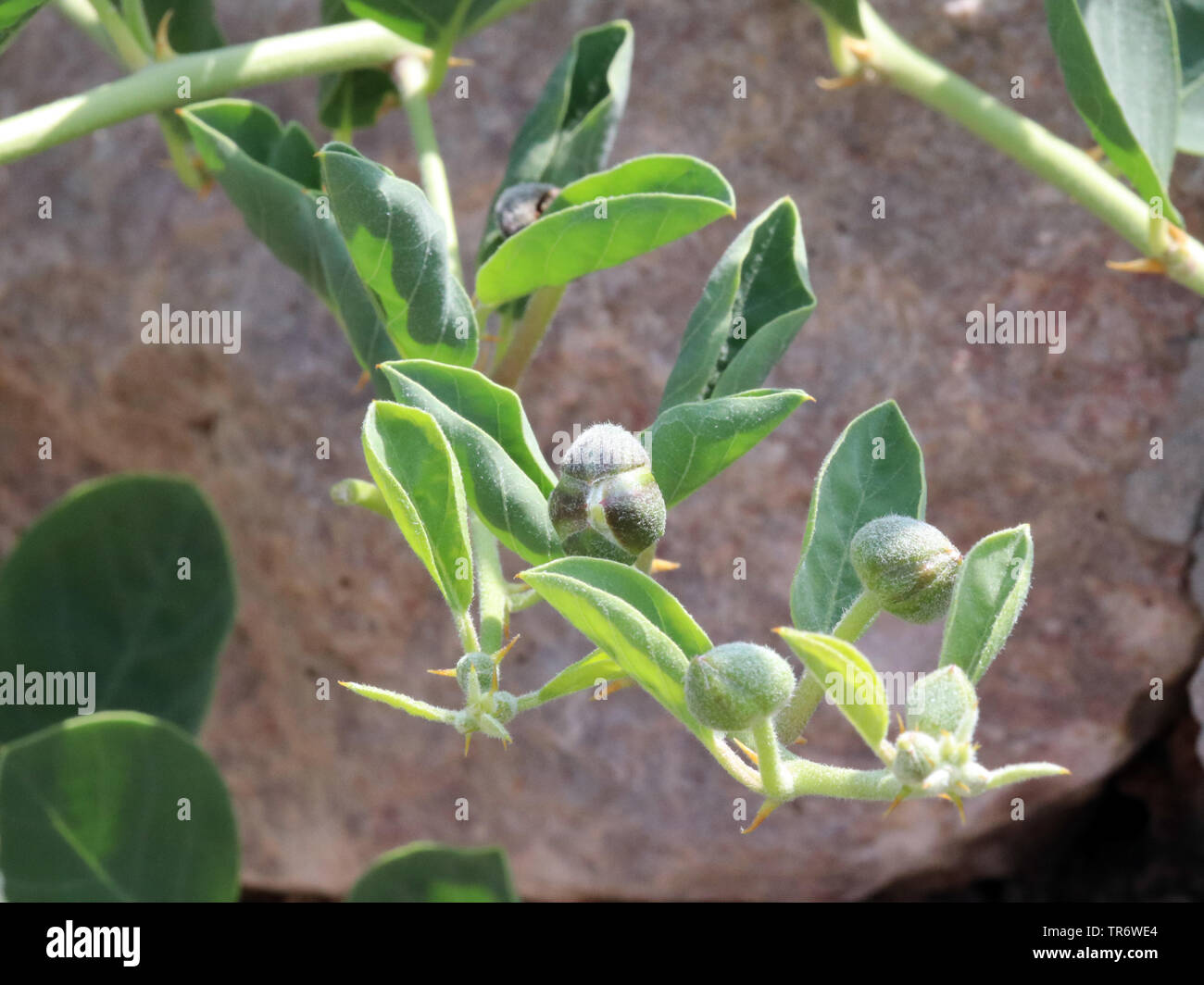 Spiny fruit hi-res stock photography and images - Alamy