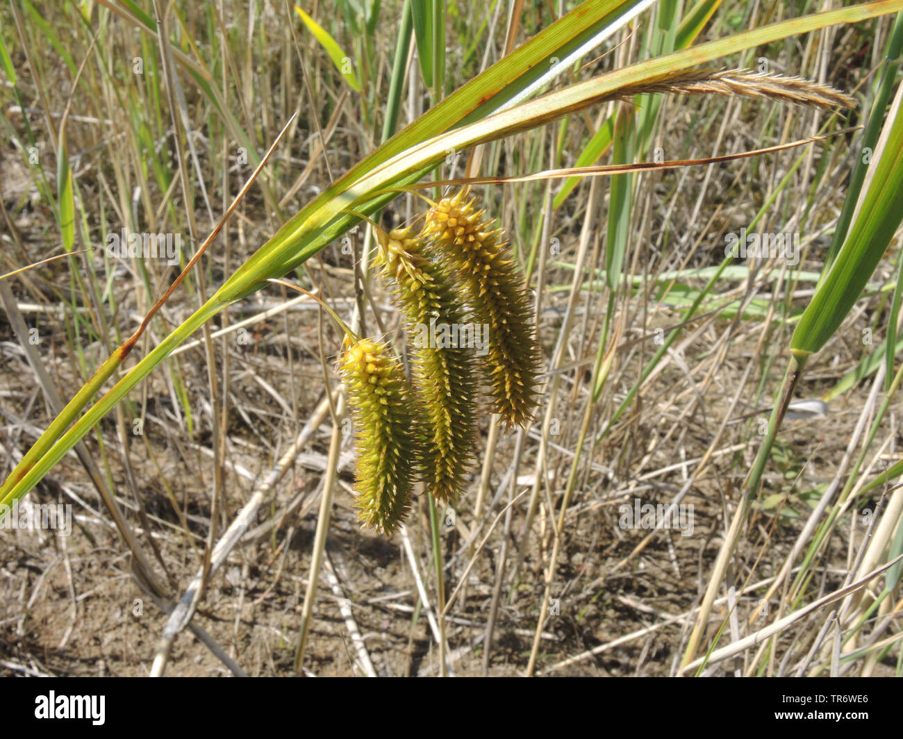 cyperus sedge (Carex pseudocyperus), inflorescences, Germany, North ...