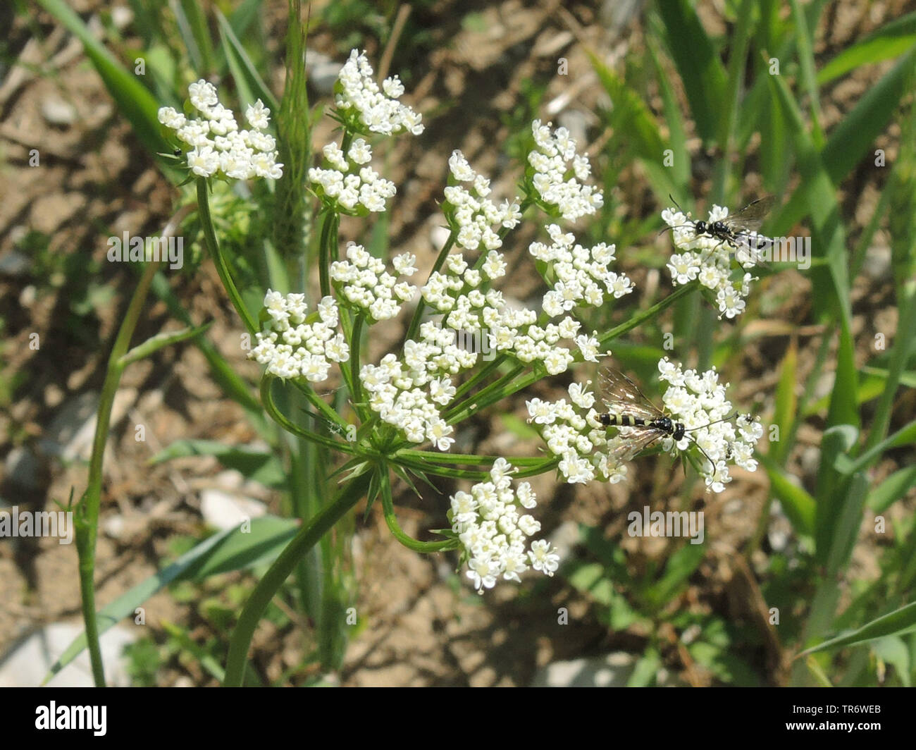 great pignut (Bunium bulbocastanum, Bunium bulbocastaneum), with ...