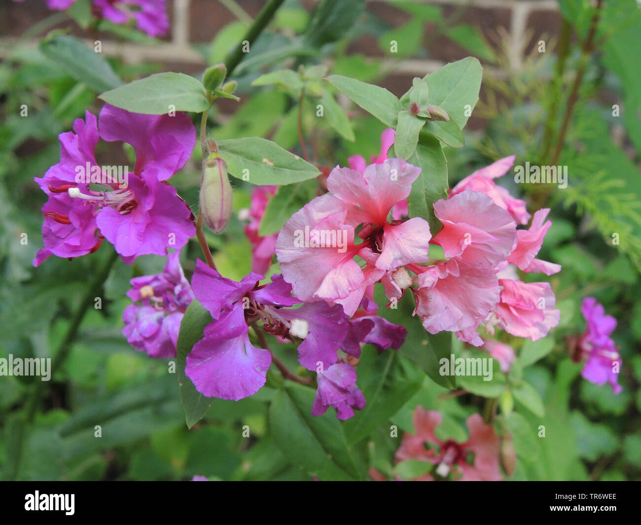 elegant clarkia, mountain garland (Clarkia unguiculata), blooming Stock ...