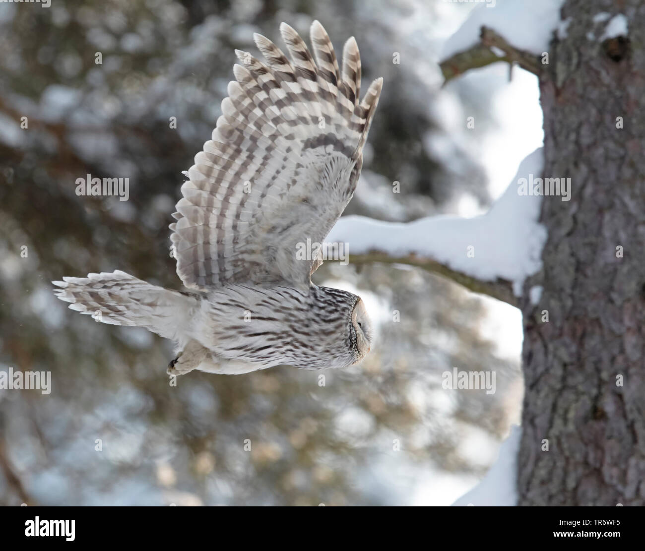 ural owl (Strix uralensis), in flight, Finland Stock Photo - Alamy