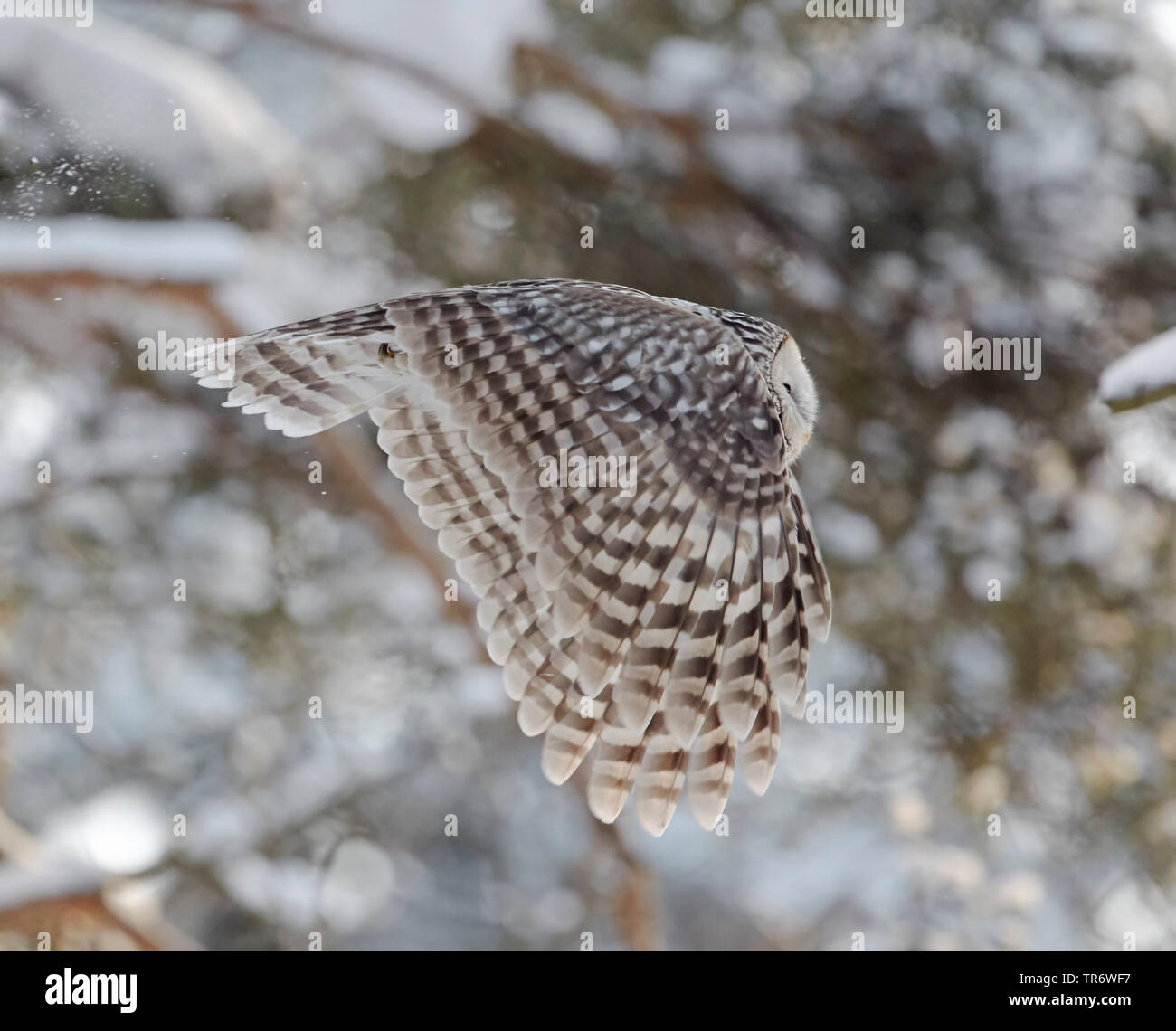 Ural finland hi-res stock photography and images - Alamy